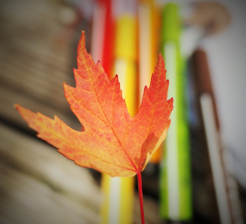 Mit STABILO Trio Scribbi den Herbst gestalten | Mama mal 3